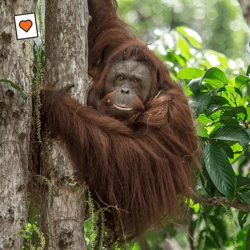 Home World Animal Protection Australia